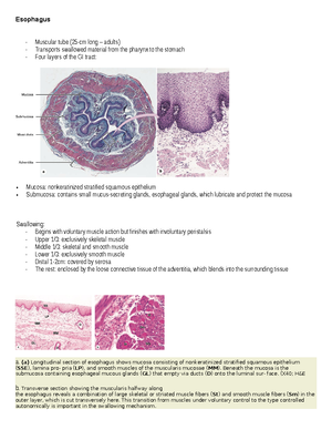 Nervous Tissue- Junqueiras - 1 | References: Junqueira’s Basic ...