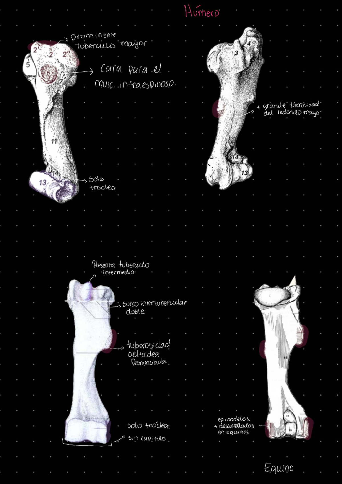 Osteología comparadoa Practicos 1 241213 014346 - Humero prominente ...