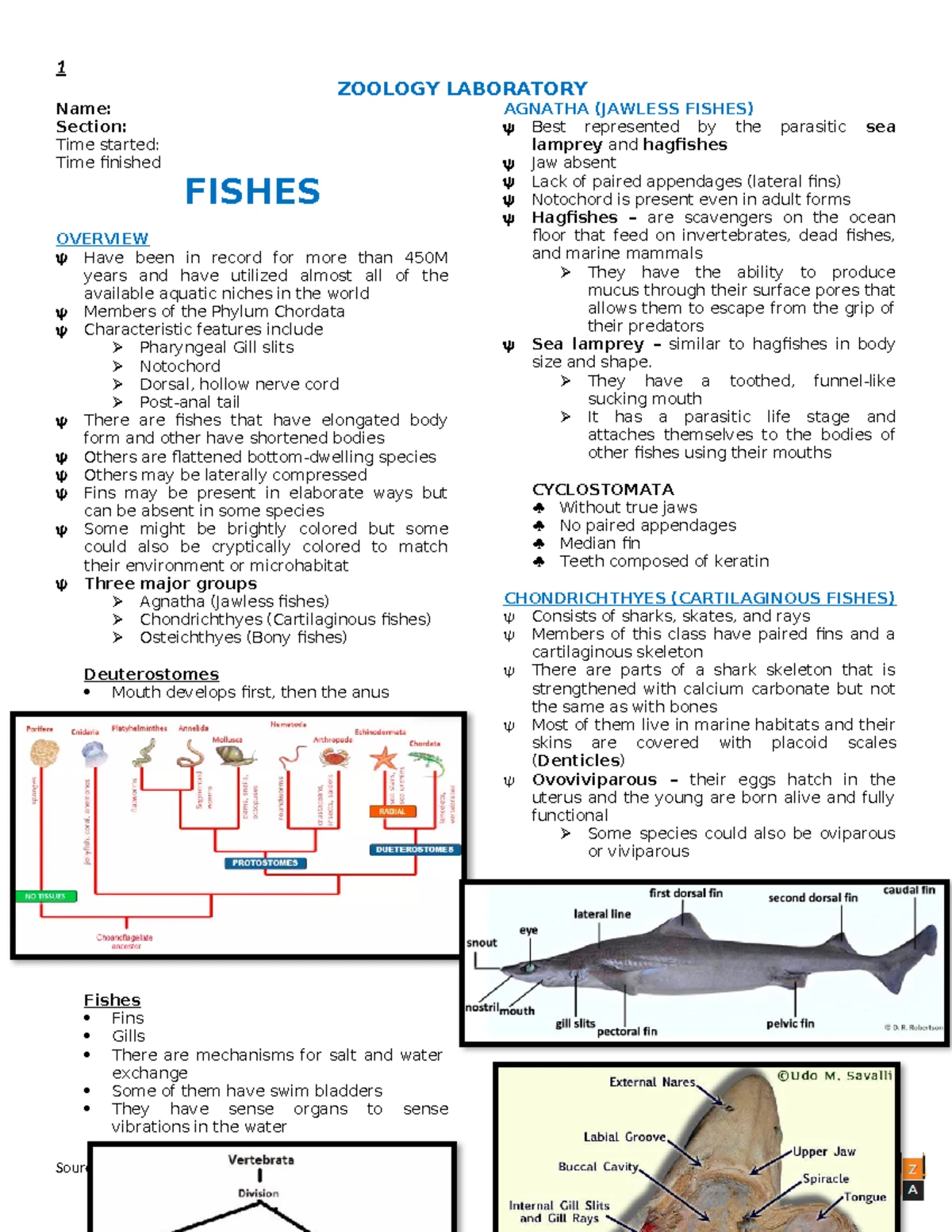Zoology Lab ACT1: Intro to Animal Taxonomy and Classification Concepts ...
