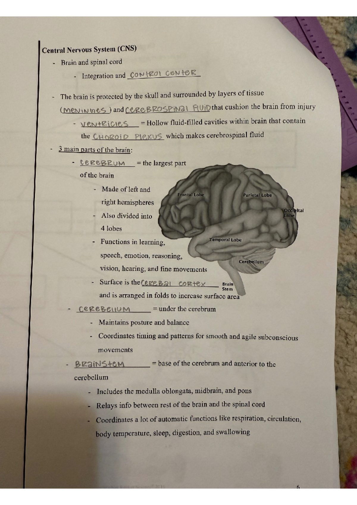 Untitled design-4 - class slideshow notes - Central Nervous System (CNS ...