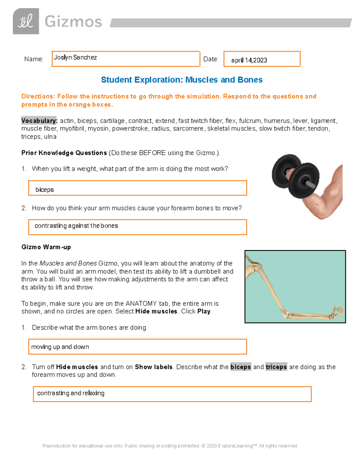 Exploring Muscles and Bones: Gizmo Activity Guide - Studocu