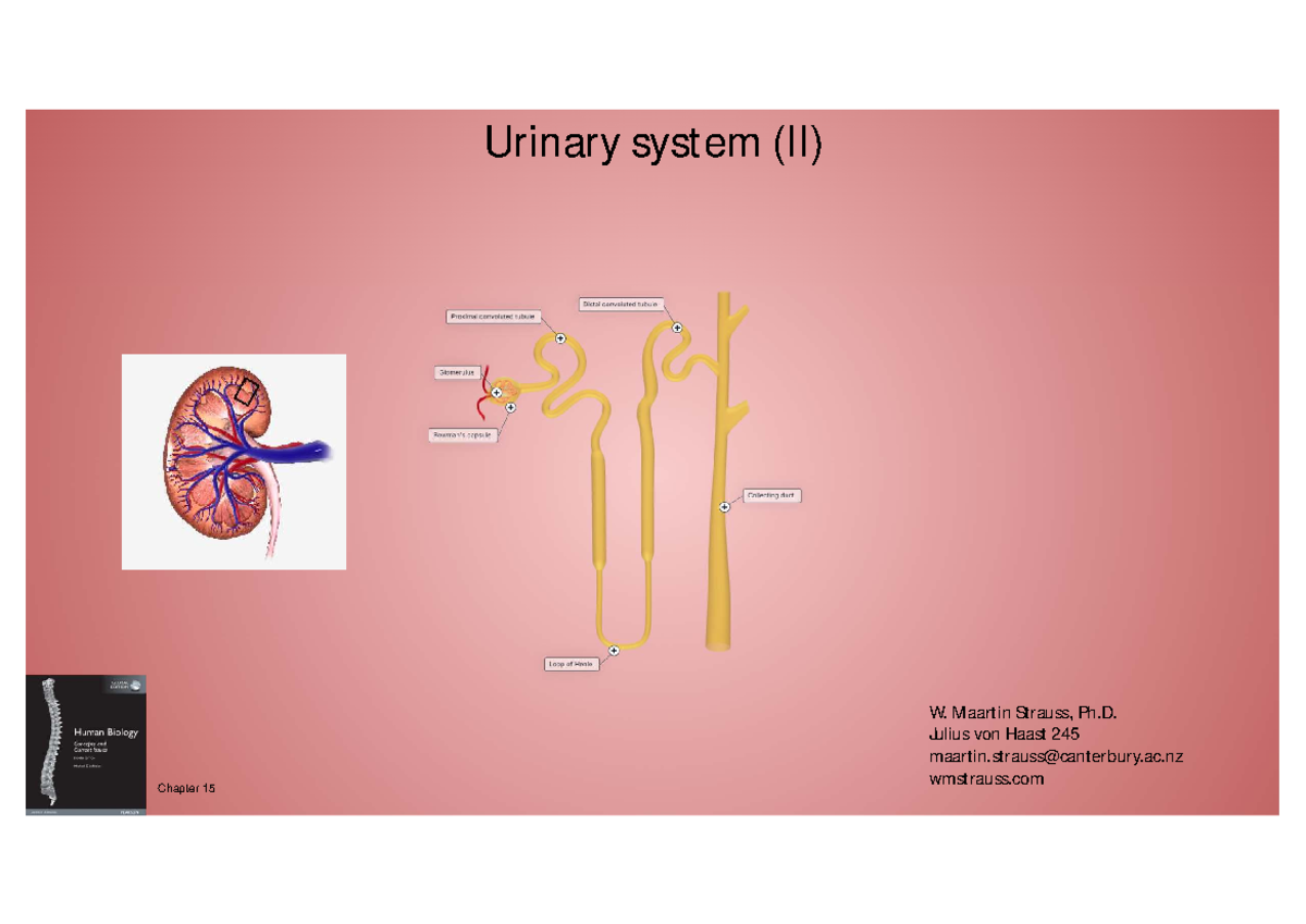 Urinary System Overview and Functionality - BIO101 Lecture Notes - Studocu