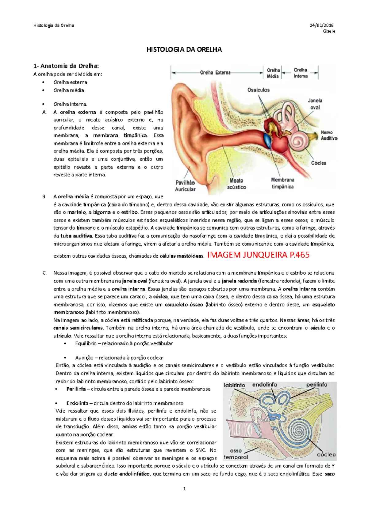 Anatomia DA Orelha - Orelha Externa, Média E Interna - ORELHA ORELHA ...