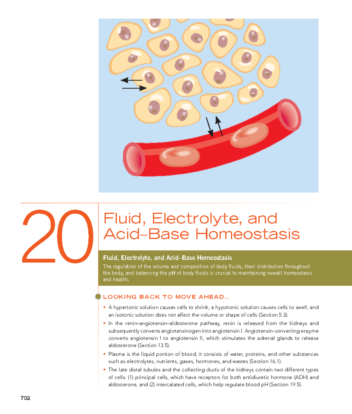 Fluid, Electrolyte, and Acid-Base Balance: Homeostasis Overview - 702 ...
