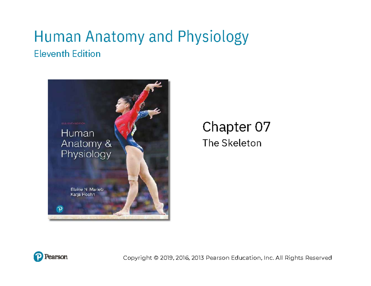 Human Anatomy and Physiology: Chapter 7 - Overview of the Skeleton ...