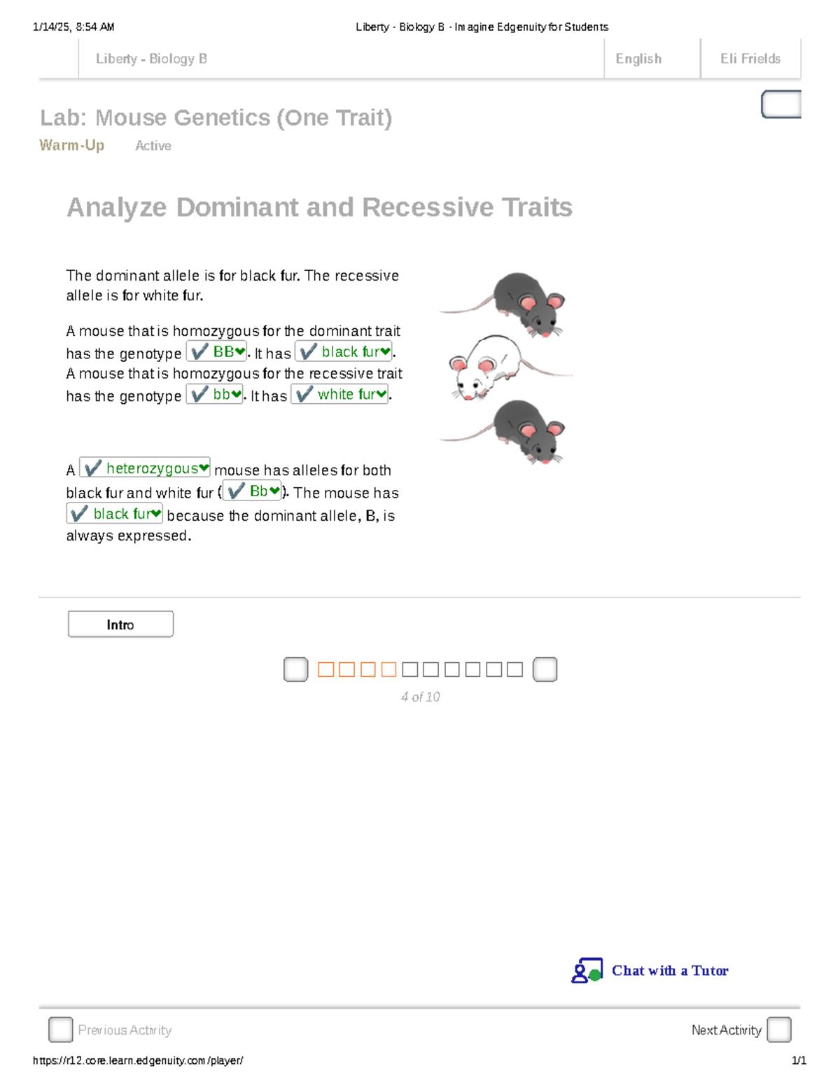 Mouse Genetics Lab: Analyzing Dominant & Recessive Traits - Bio B - Studocu
