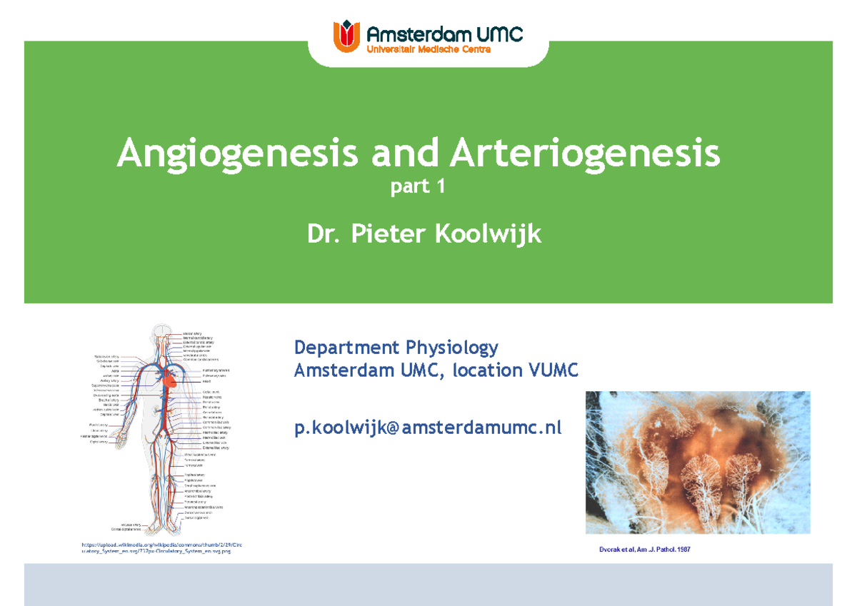 Angiogenesis & Arteriogenesis Overview - PHYS 101 Lecture Notes by ...