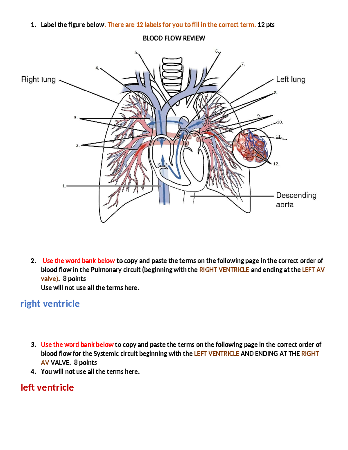 BLOOD FLOW REVIEW: Pulmonary & Systemic Circuits Labels - Studocu