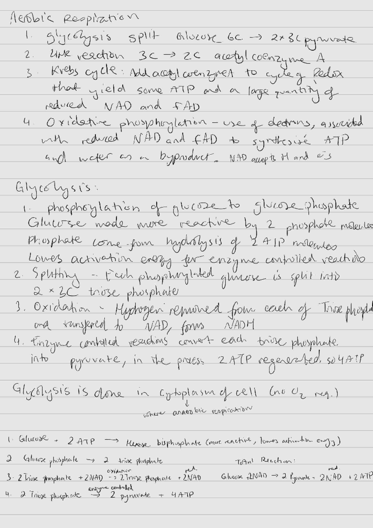 Respiration AQA A Level Study Notes - Studocu