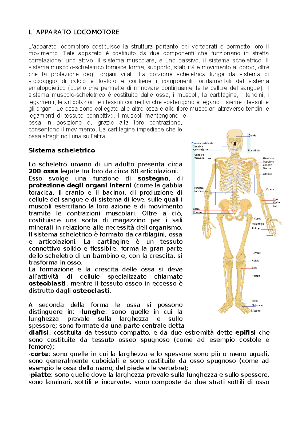 L'apparato locomotore: Struttura e Funzioni del Sistema Muscolo ...