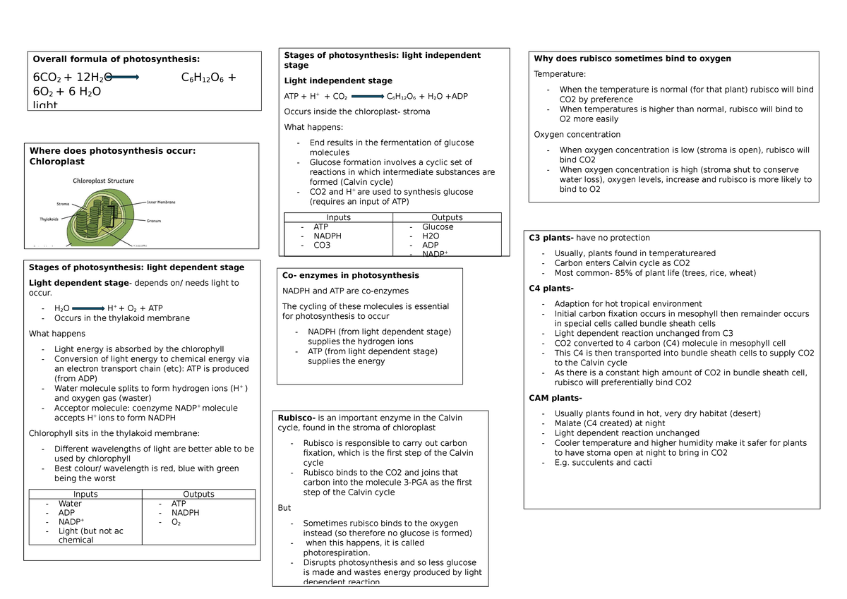 Photosynthesis Overview: Stages, Processes, and Enzymes - Studocu