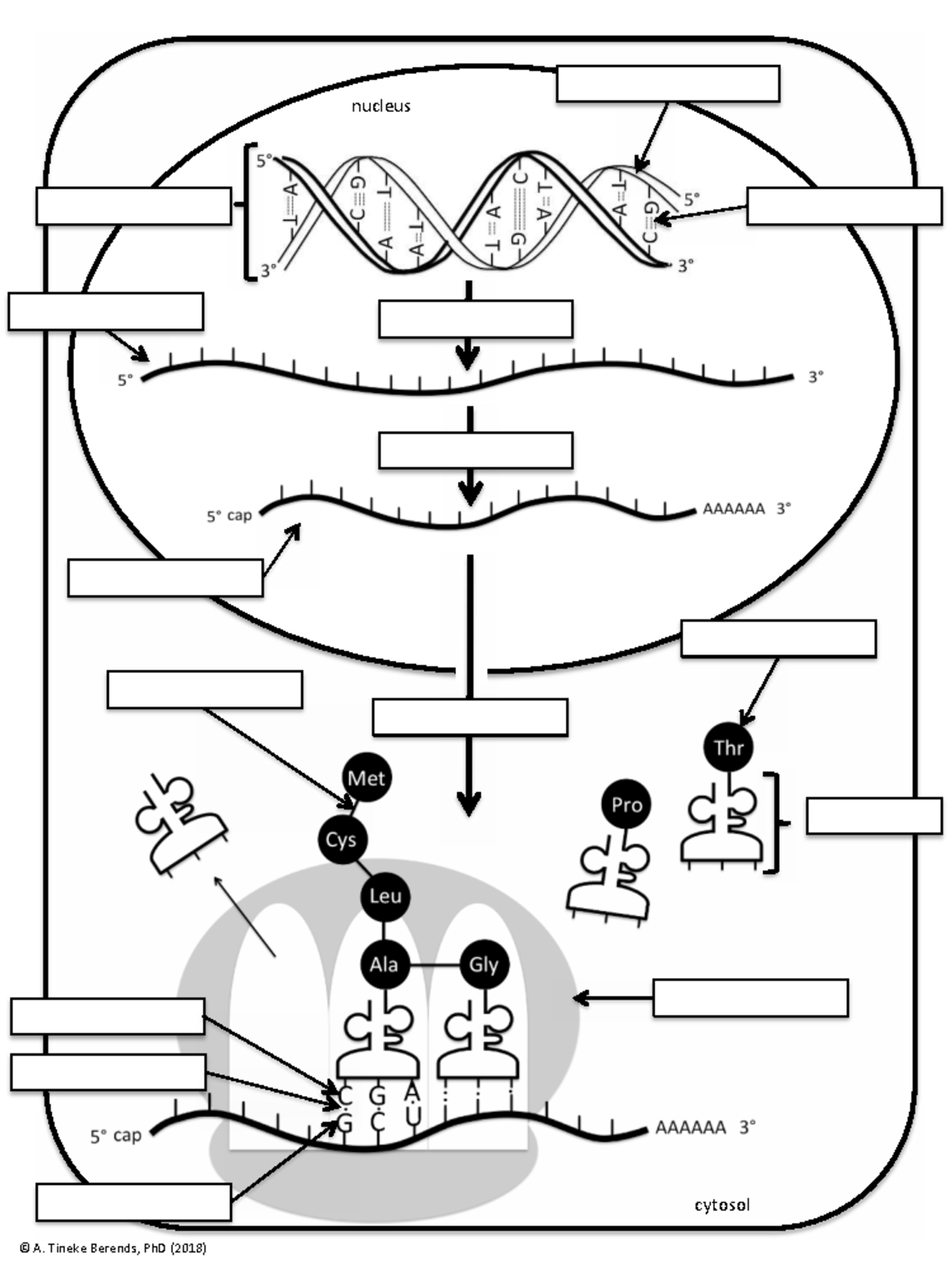 7 - Gene Expression Diagram - nucleus cytosol © A. Tineke Berends, PhD ...