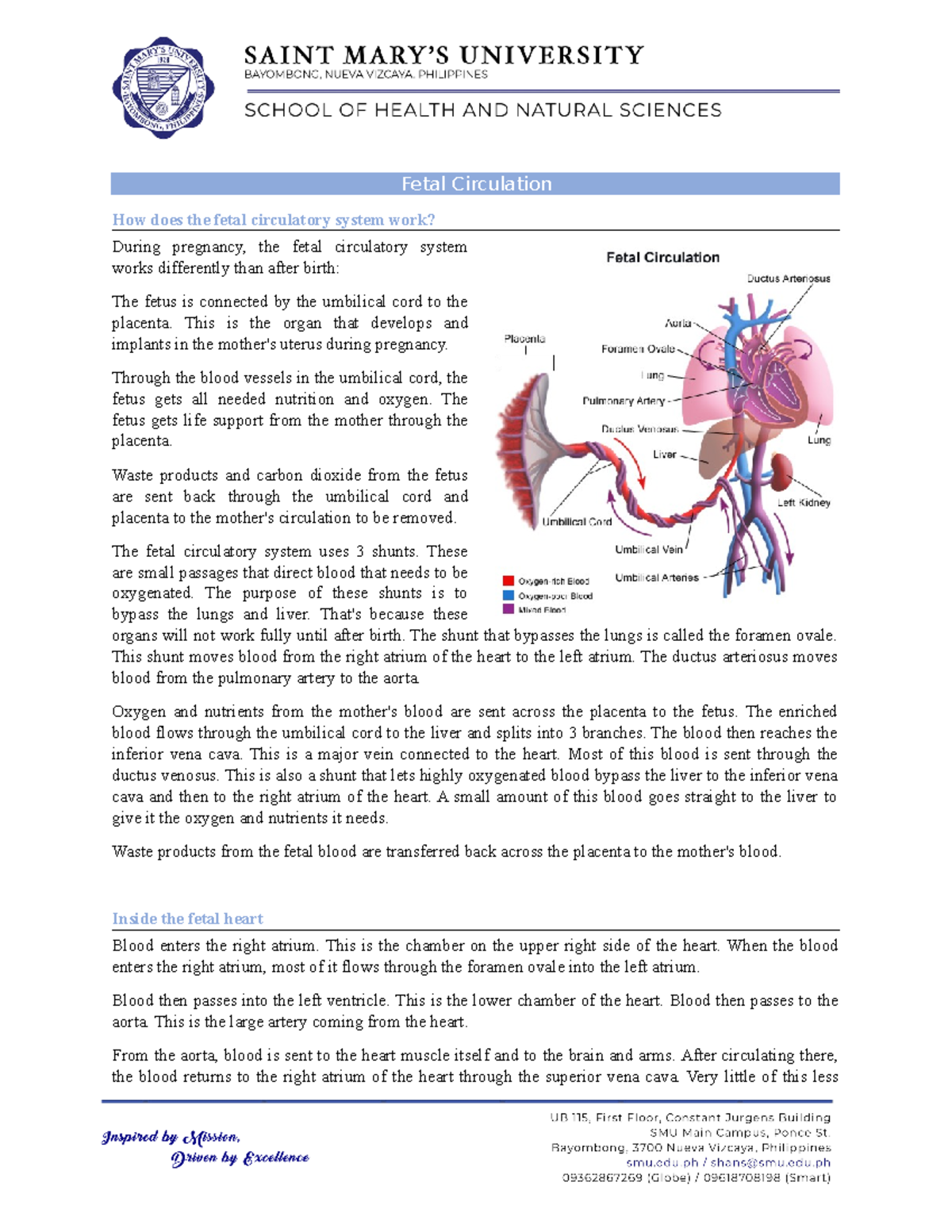 Fetal Circulation - Fetal Circulation How does the fetal circulatory ...