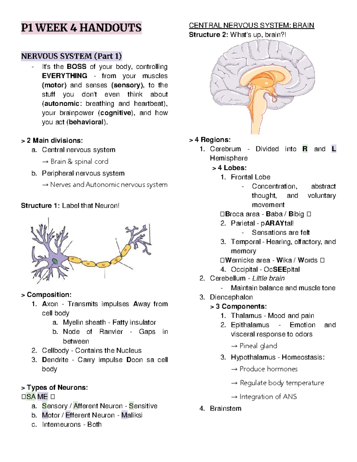 P1 CNS & PNS Overview: Structure, Function, and Disorders - Studocu
