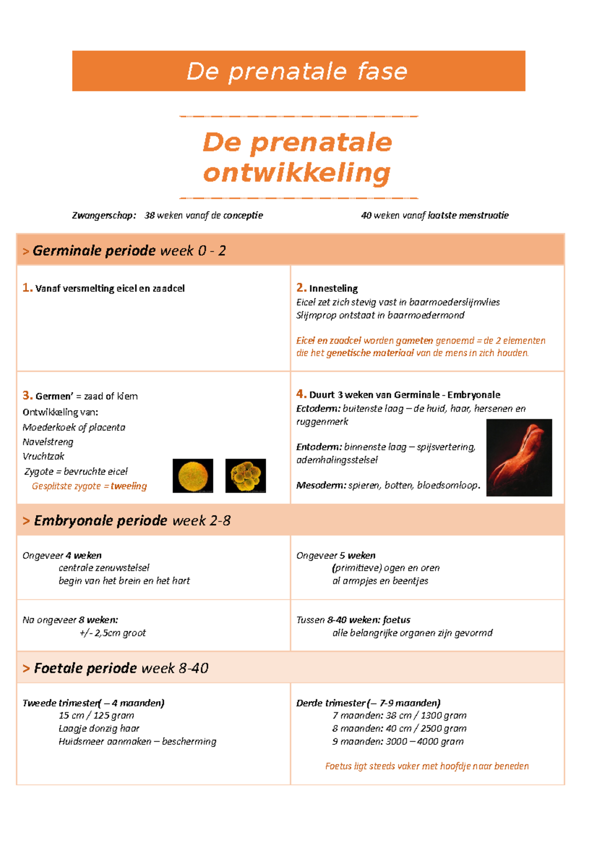De prenatale fase - Innesteling Eicel zet zich stevig vast in ...