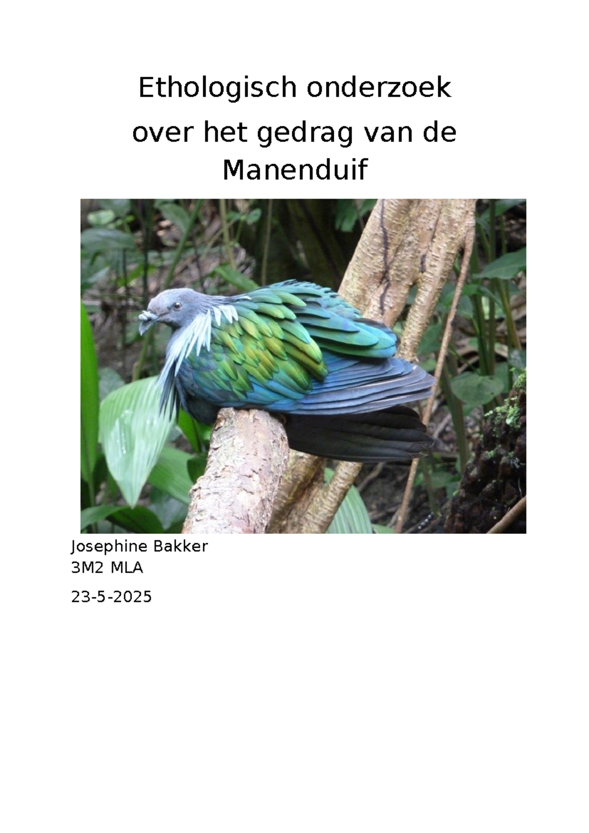 Ethologisch Onderzoek naar het Gedrag van de Manenduif - Biologie 3M2 ...