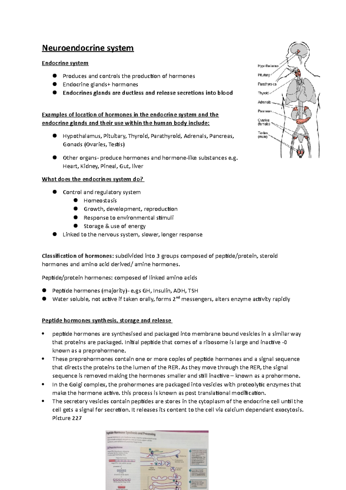 Neuroendocrine System Overview: Glands, Hormones, and Functions - Studocu