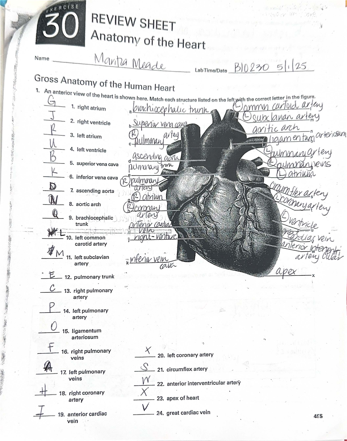 Anatomy Of The Heart Review Sheet Cardiovascular System Anatomy: