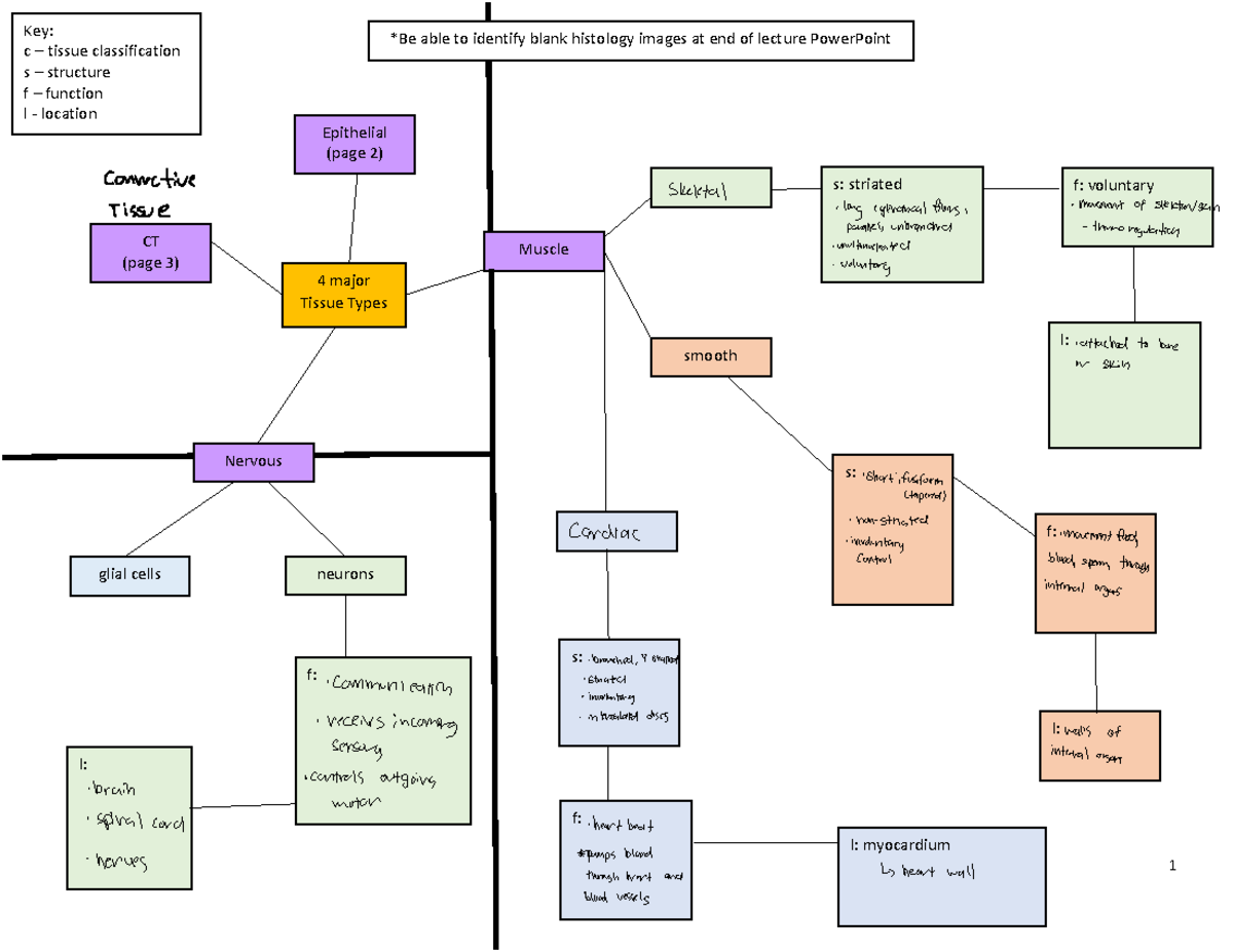 Endocrine System Concept Map