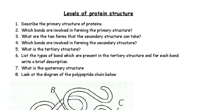 Protein Structure Overview: Primary to Quaternary Levels - Studocu