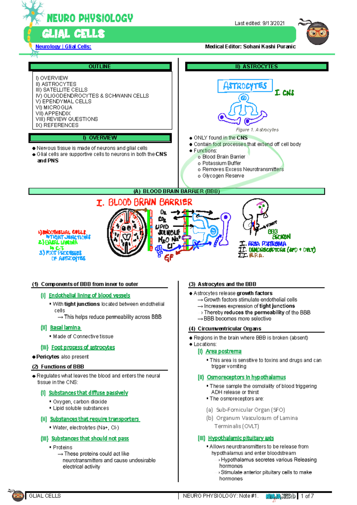 072 - Neurology Physiology: Glial Cells - Astrocytes, Oligodendrocytes ...
