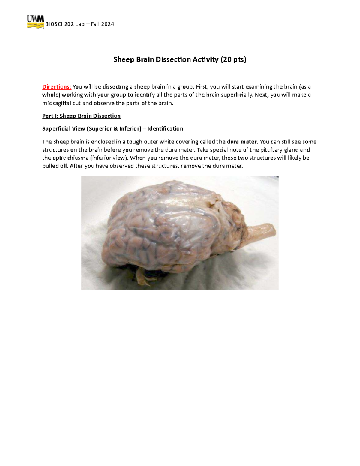 Sheep Brain Dissection Lab Guide (BIOL 201) - Studocu