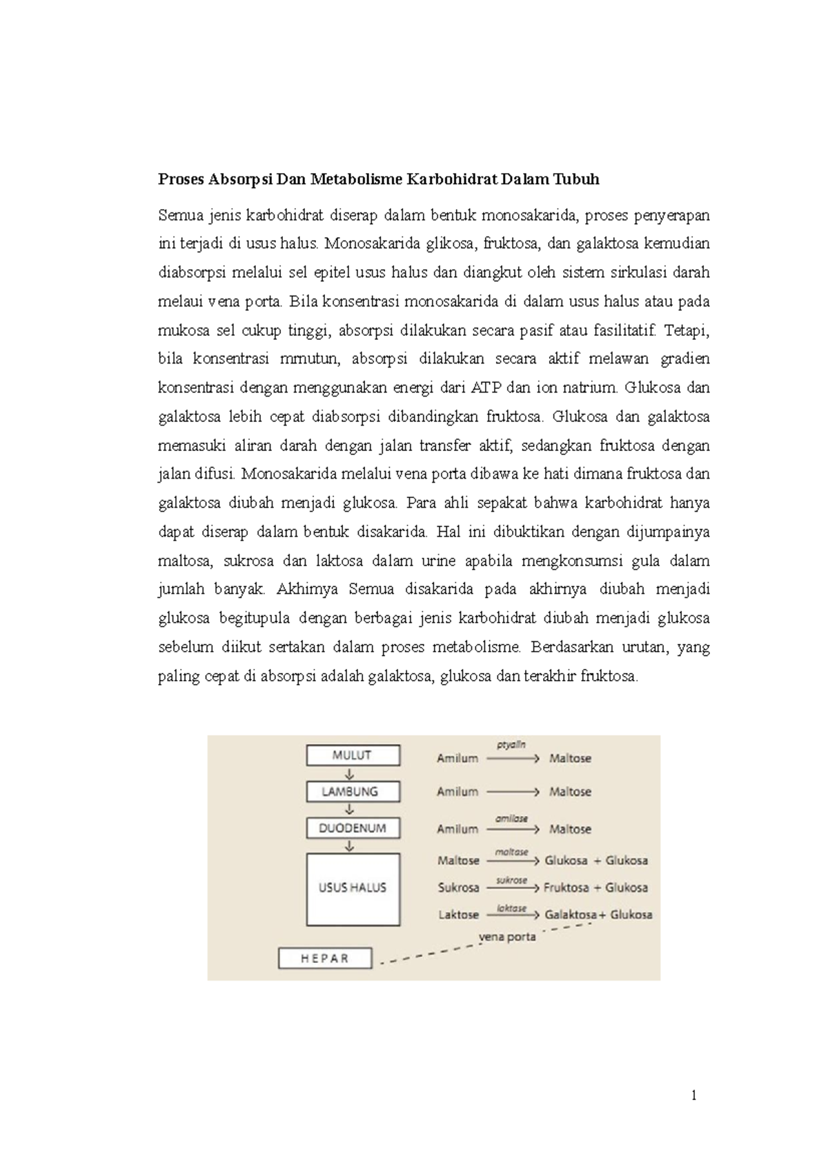 Proses Absorpsi dan Metabolisme Karbohidrat dalam Tubuh: Kajian Lengkap ...