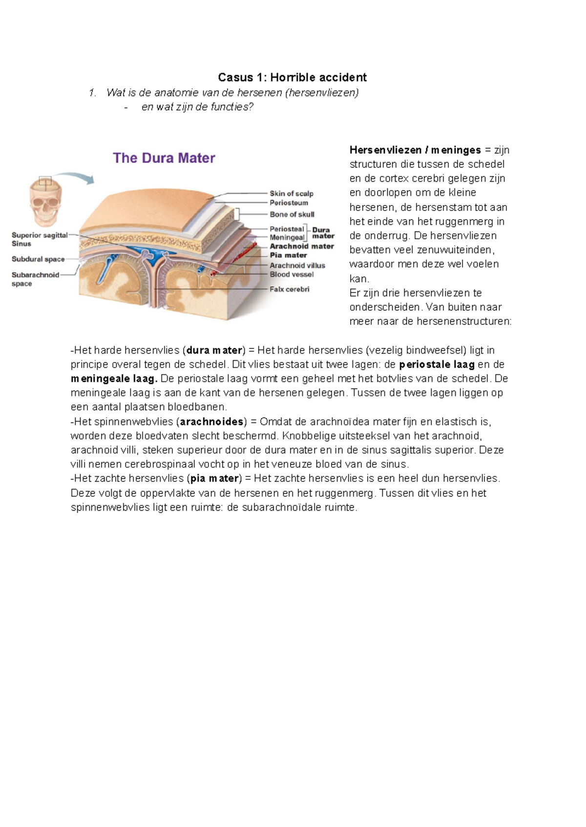 Casus 1: Anatomie en Functies van de Hersenen en Hersenvliezen ...