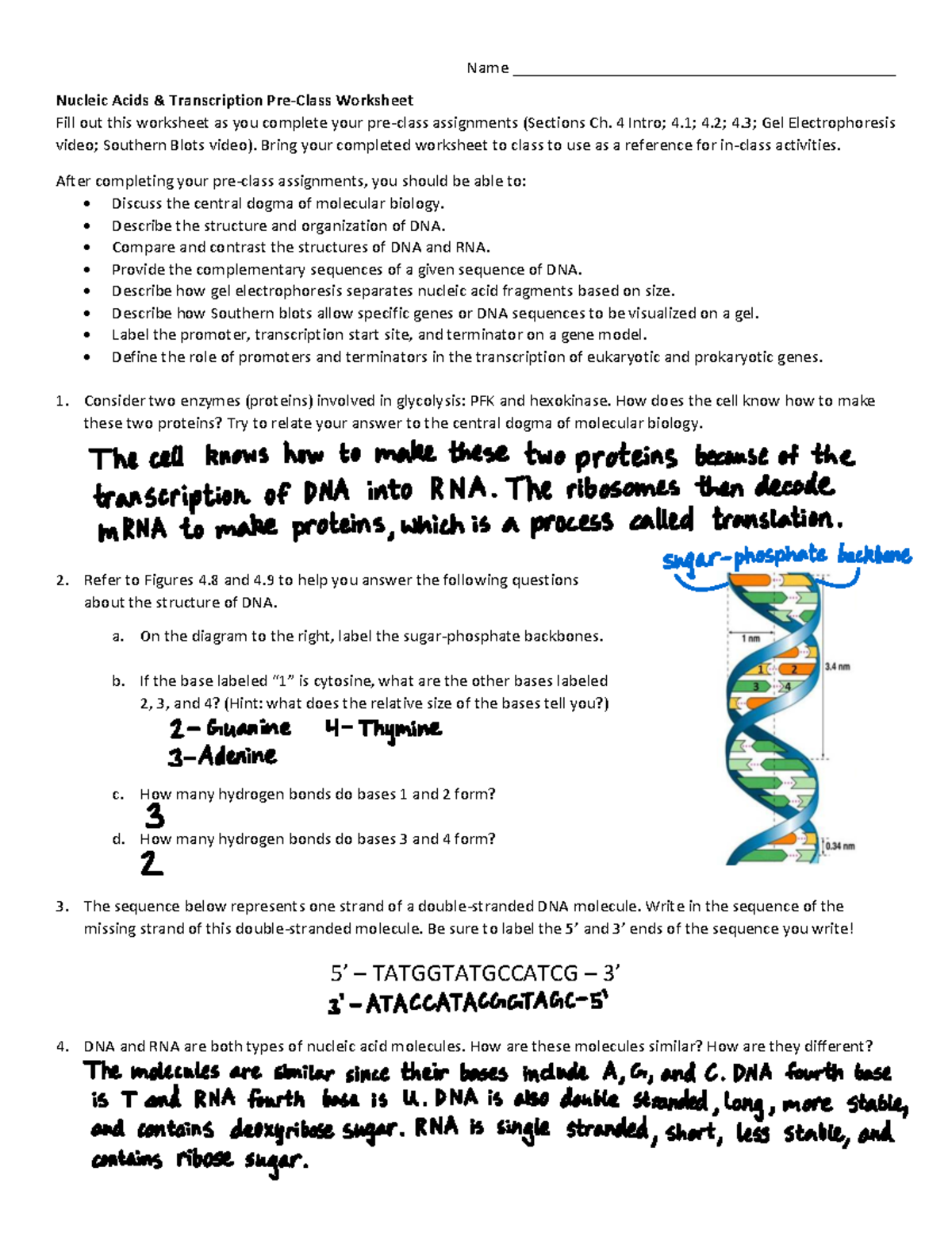 Week 5a Pre-Class Reading Guide: Nucleic Acids Transcription Worksheet ...