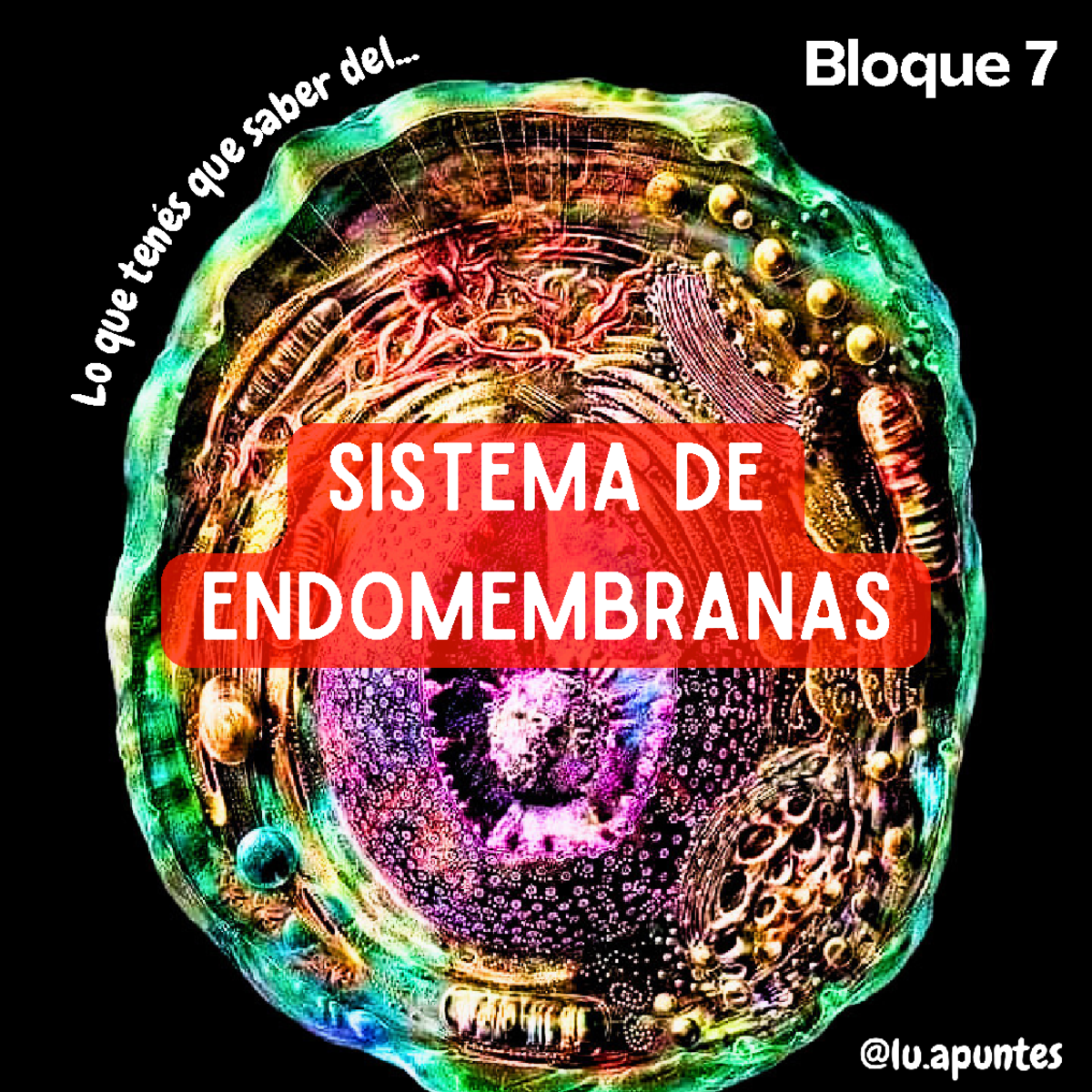 Endomembranas biología - Sistema de endomembranas L o q u e t e n é s q ...