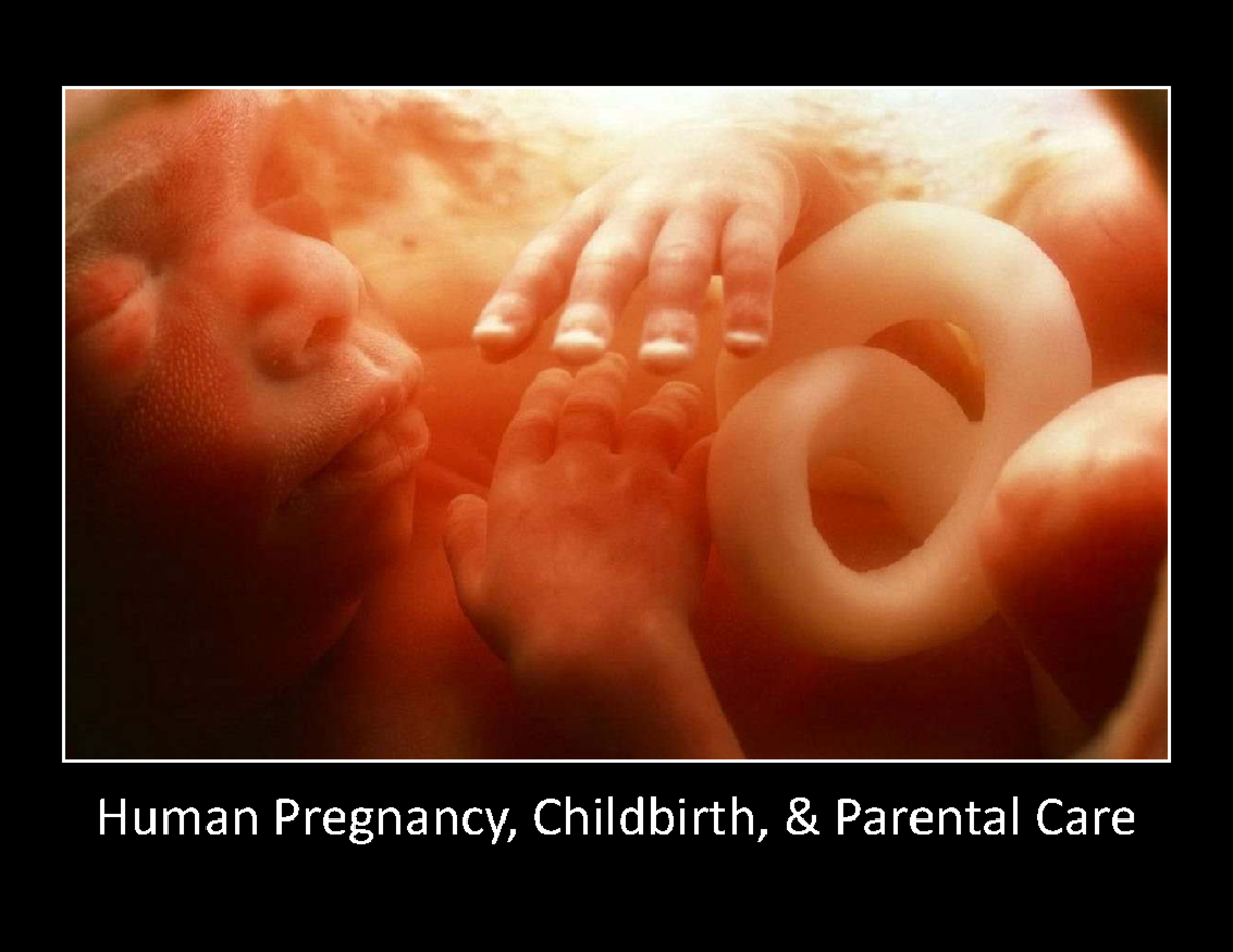 Human Pregnancy, Childbirth & Parental Care Overview (Course Code ...