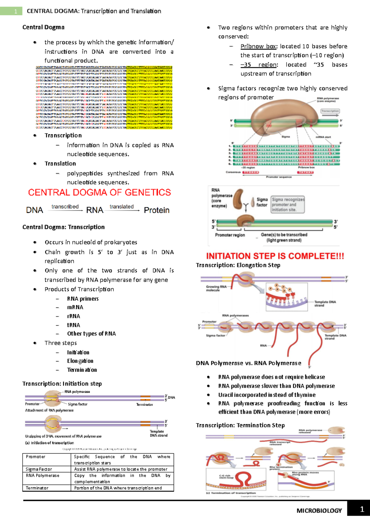 Central Dogma - Central Dogma the process by which the genetic ...