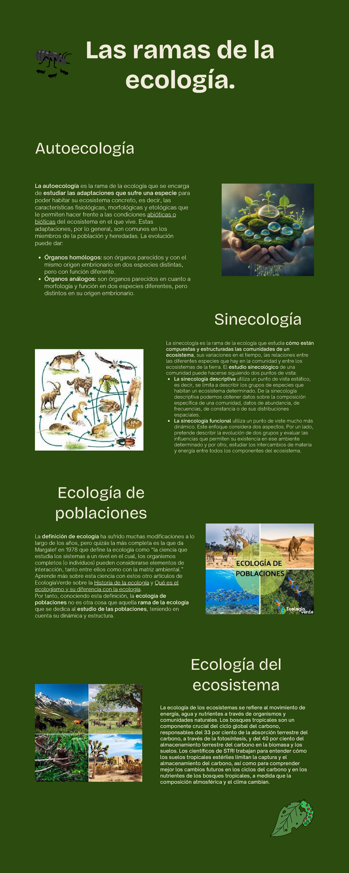 Infografía sobre Ramas de la Ecología - Proyecto Ciencias Naturales ...