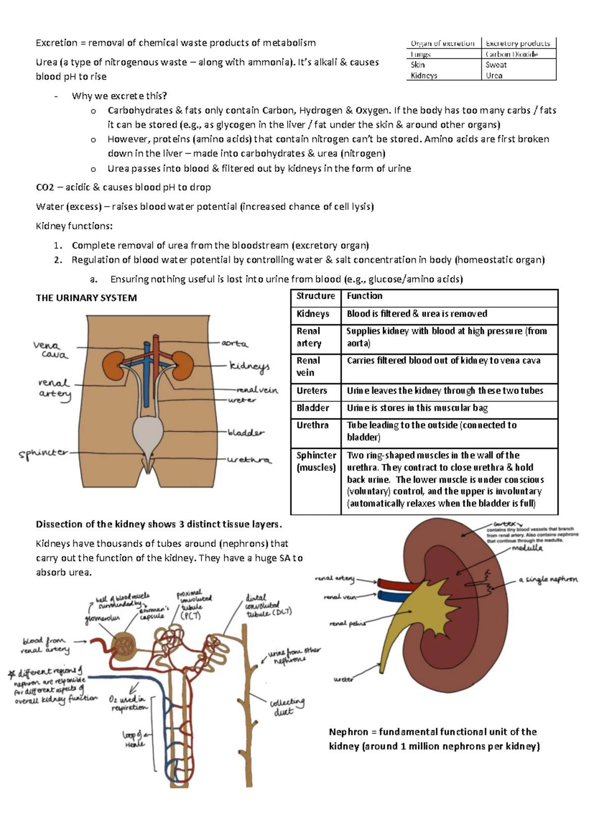 Biology (0610) CAIE IGCSE Alternative Practical Notes (Updated 2020-21 ...