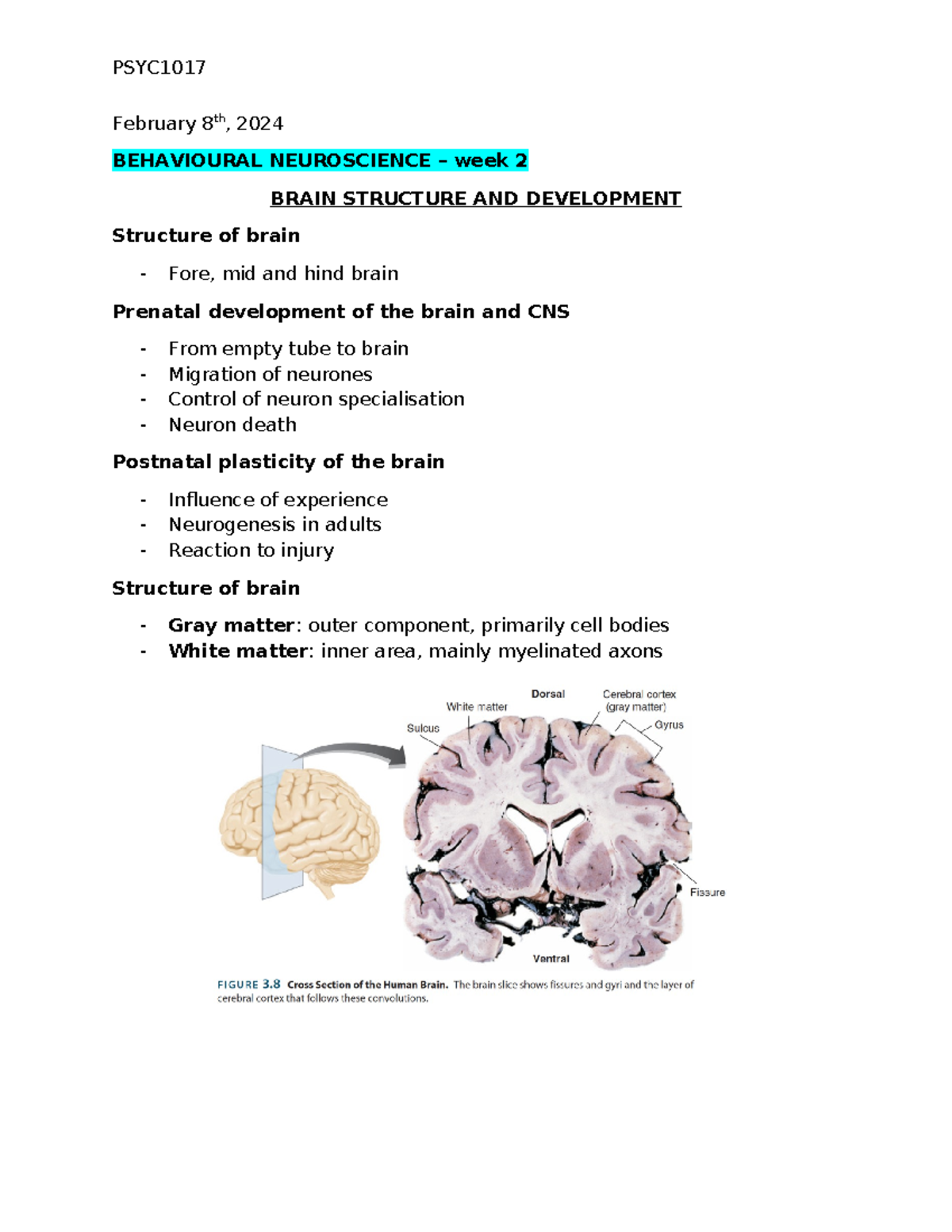 Behavioural Neuroscience 2 - Week 2 Notes on Brain Structure and ...