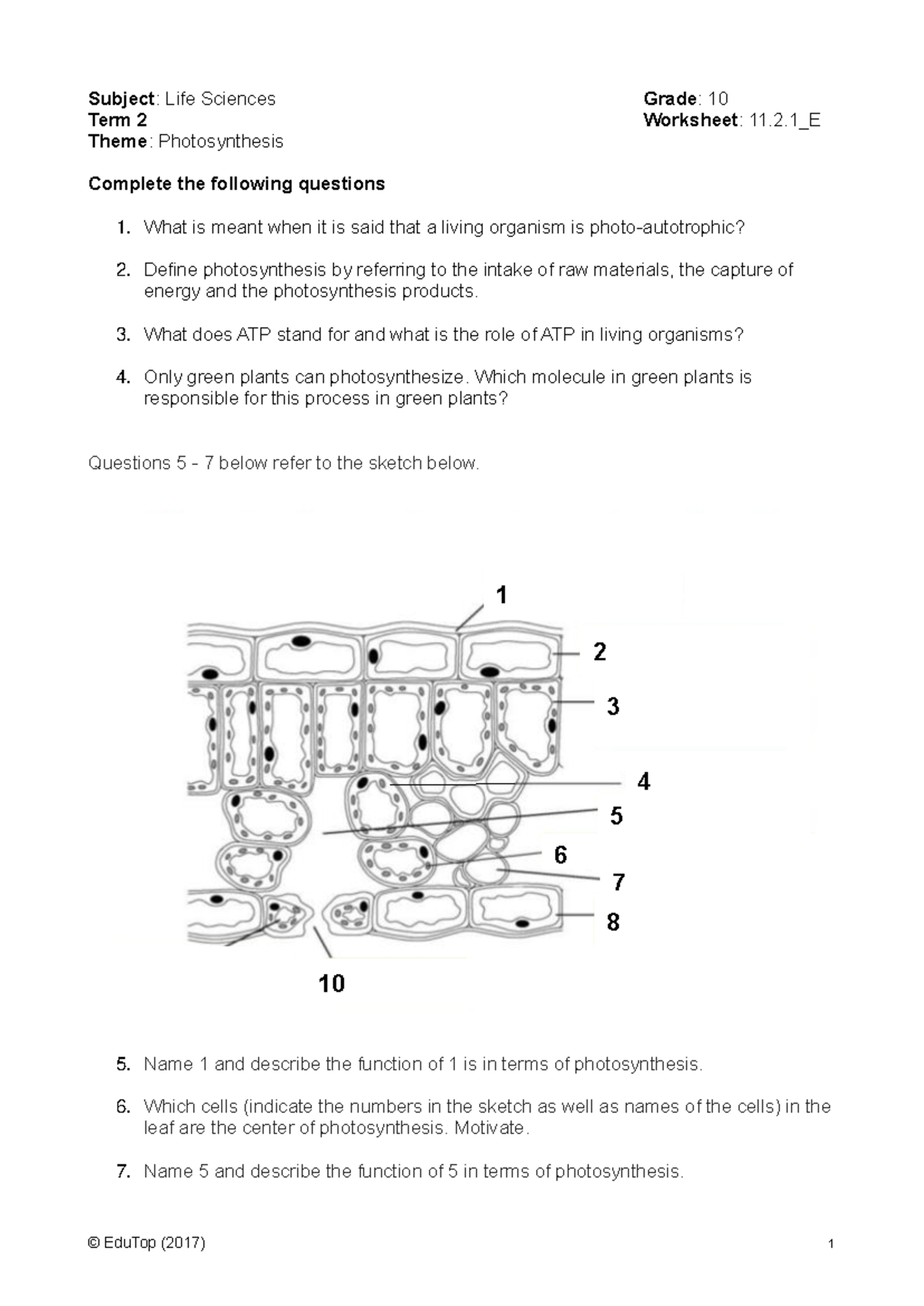 Grade 10 Life Sciences Term 2 Worksheets: Photosynthesis & Digestion ...