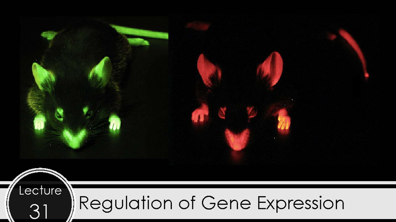 Lec31 Gene Expression Regulation: Differences in Cell Types F25 - Studocu
