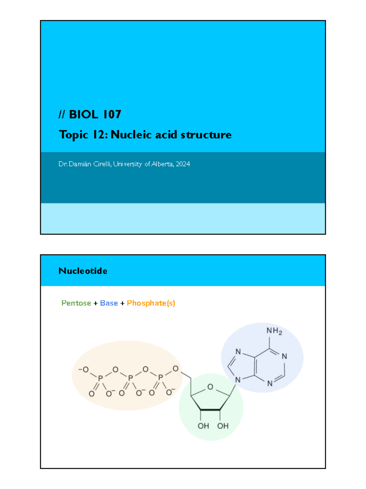 BIOL 107 Final Exam Notes: Structure and Function of Nucleic Acids ...