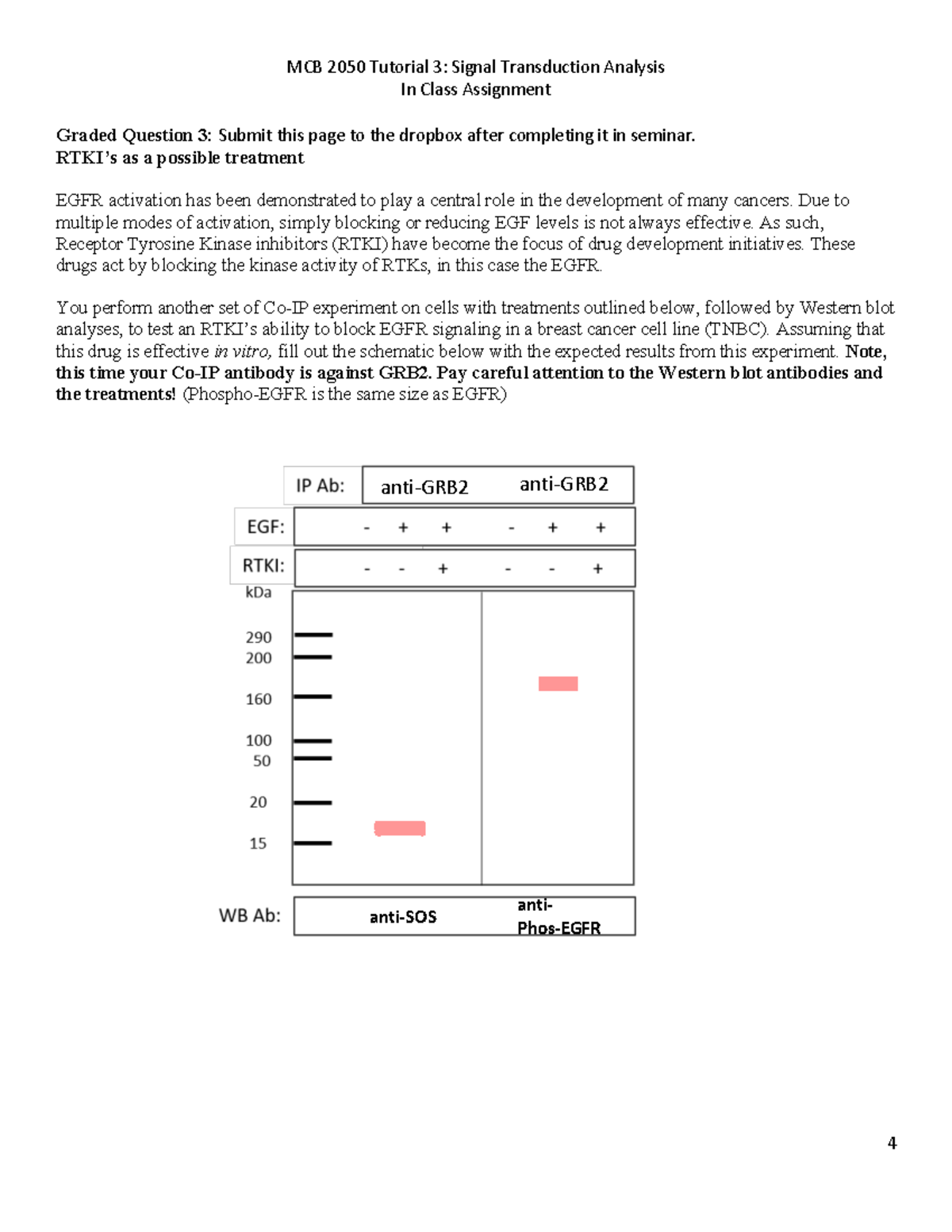 MCB 2050 Tutorial 3: Signal Transduction & EGFR Analysis - Studocu