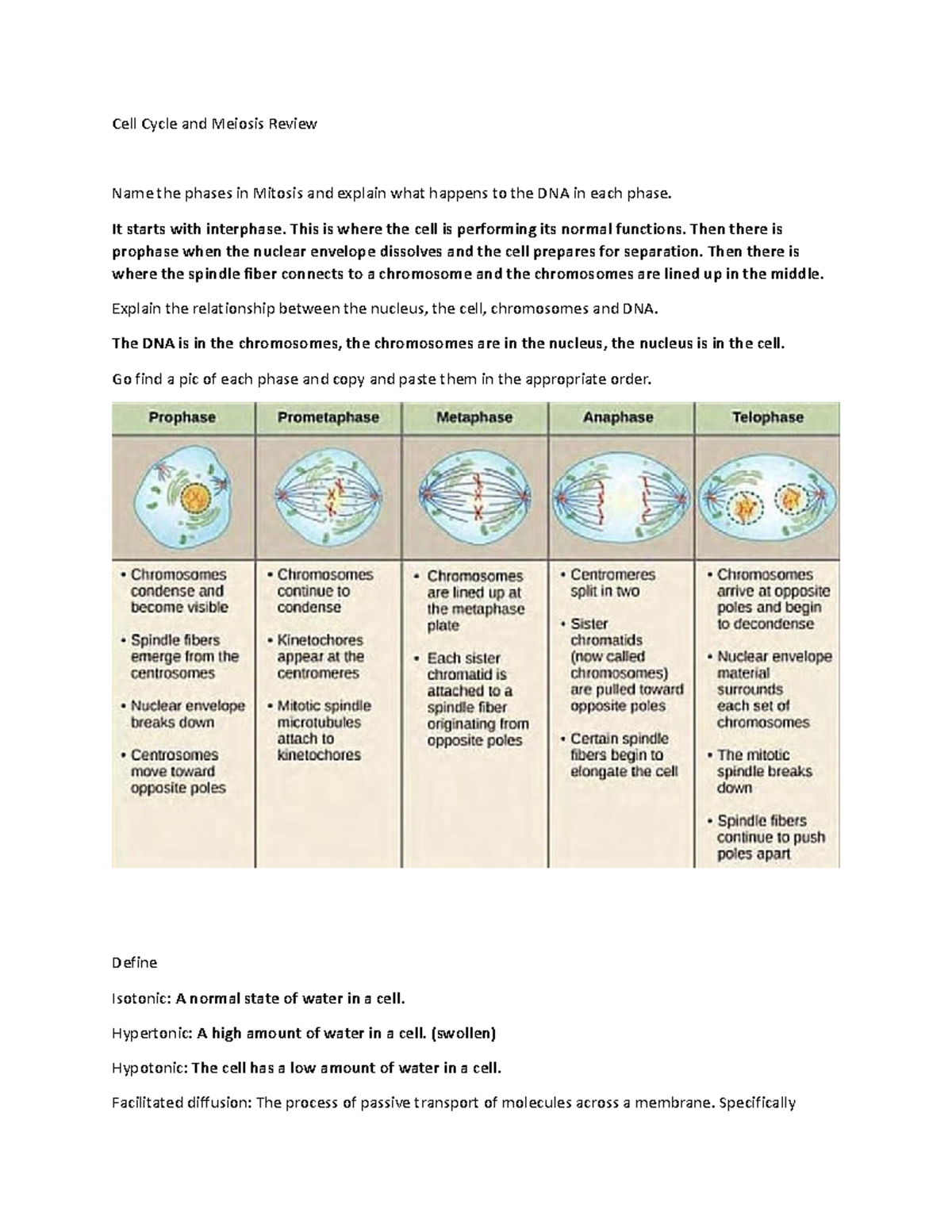 Cell Cycle & Meiosis Review: Key Concepts and Comparisons - Studocu