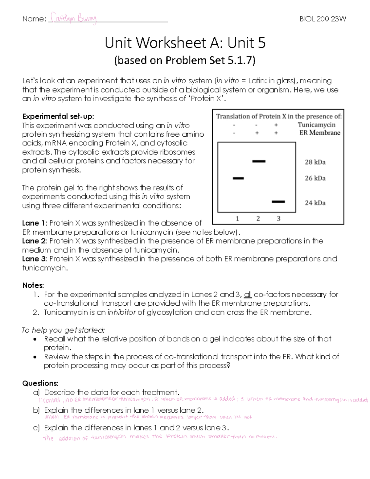 UW BIOL 200 23W - Unit 5 Worksheet A Sample Answers for Protein ...
