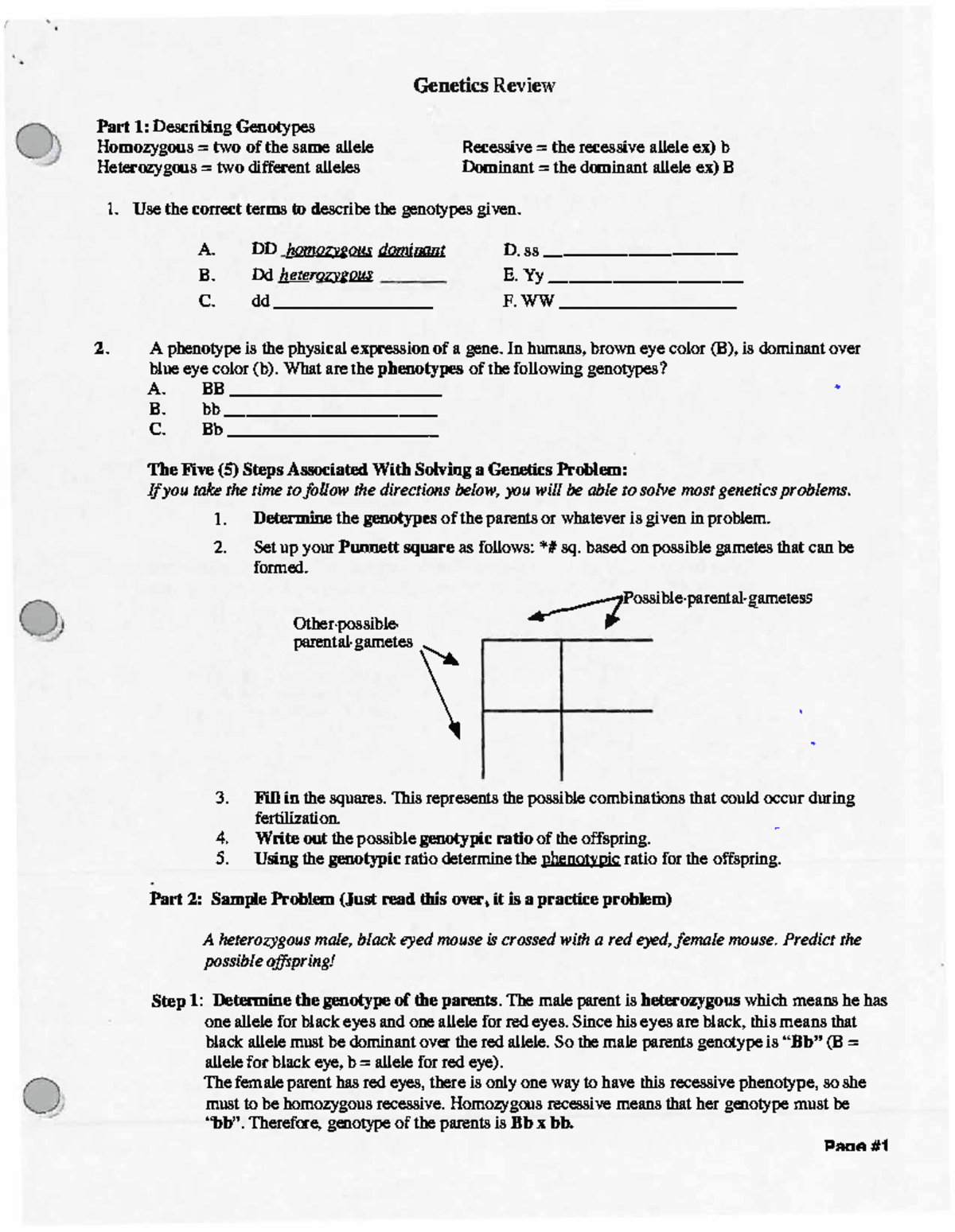 Genetics Workbook (I) Review: Genotypes, Phenotypes & Punnett Squares ...