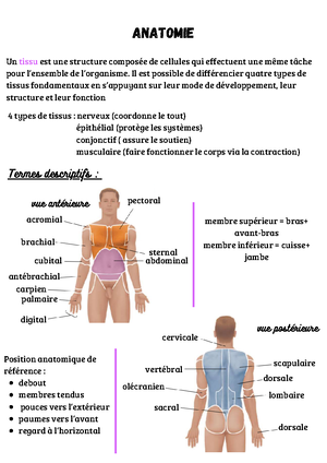 Anatomie descriptive et fonctionnelle du système locomoteur - Anatomie ...