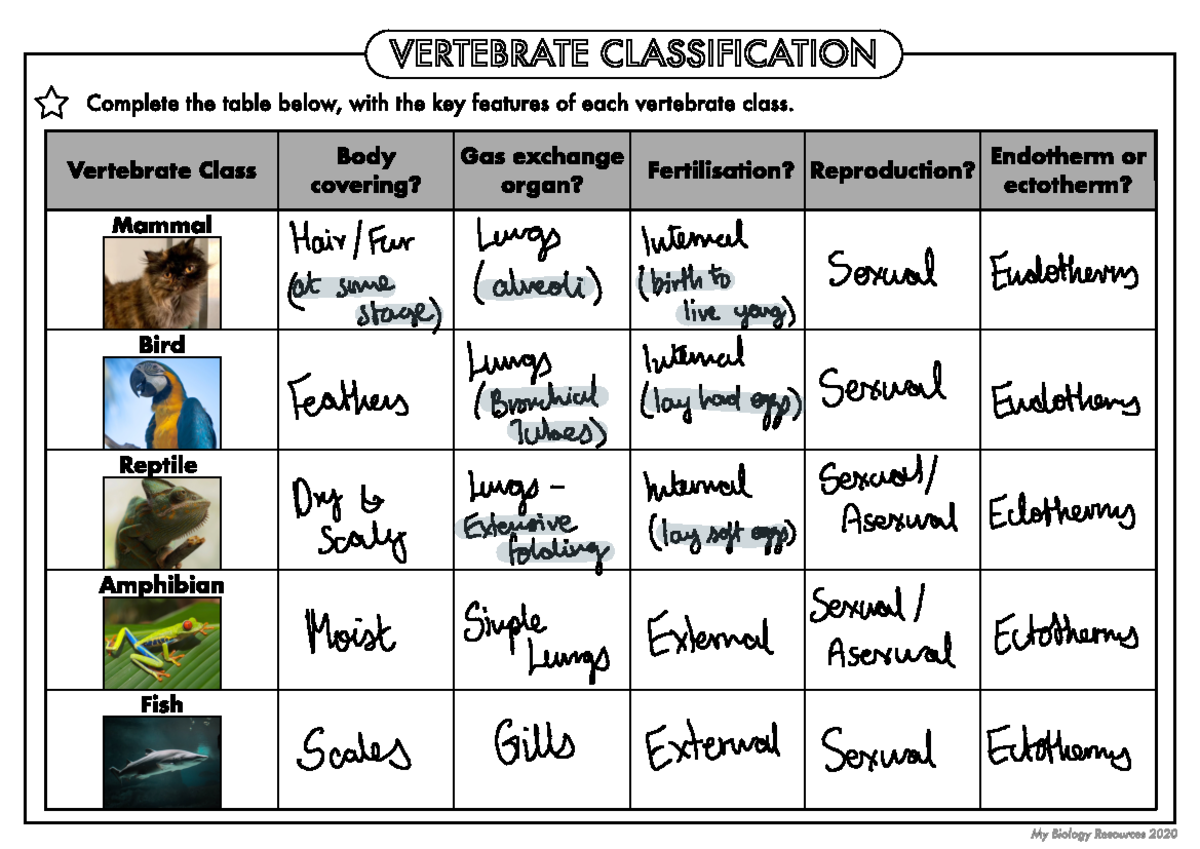 Vertebrate Classifications - VERTEBRATE CLASSIFICATION Complete the ...