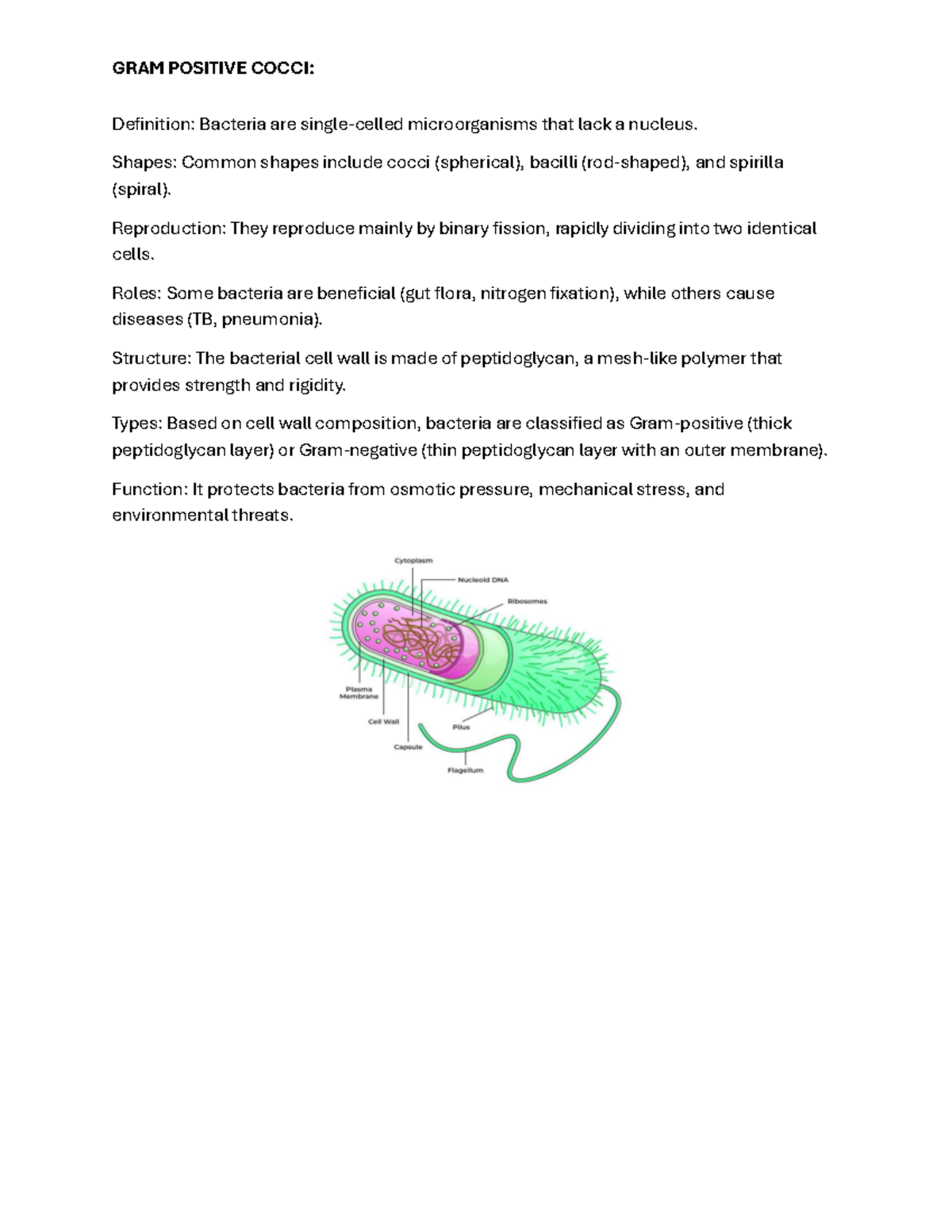 GRAM POSITIVE COCCI: Structure, Function, and Key Species Overview ...