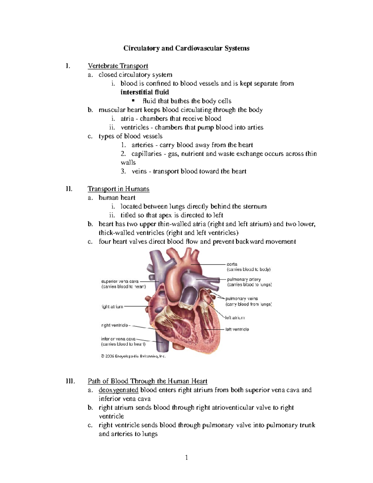 Circulatory and cardiovascular system notes - Circulatory and ...