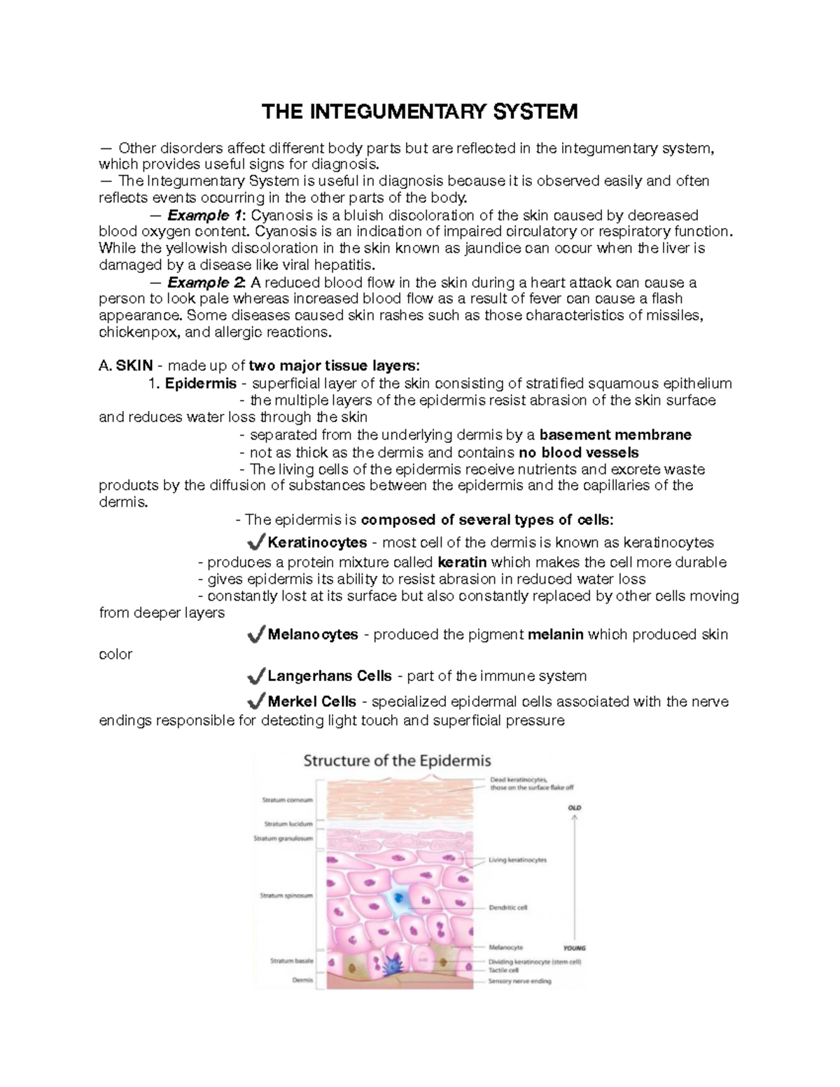 Integumentary System Overview: Functions, Structures, and Disorders ...
