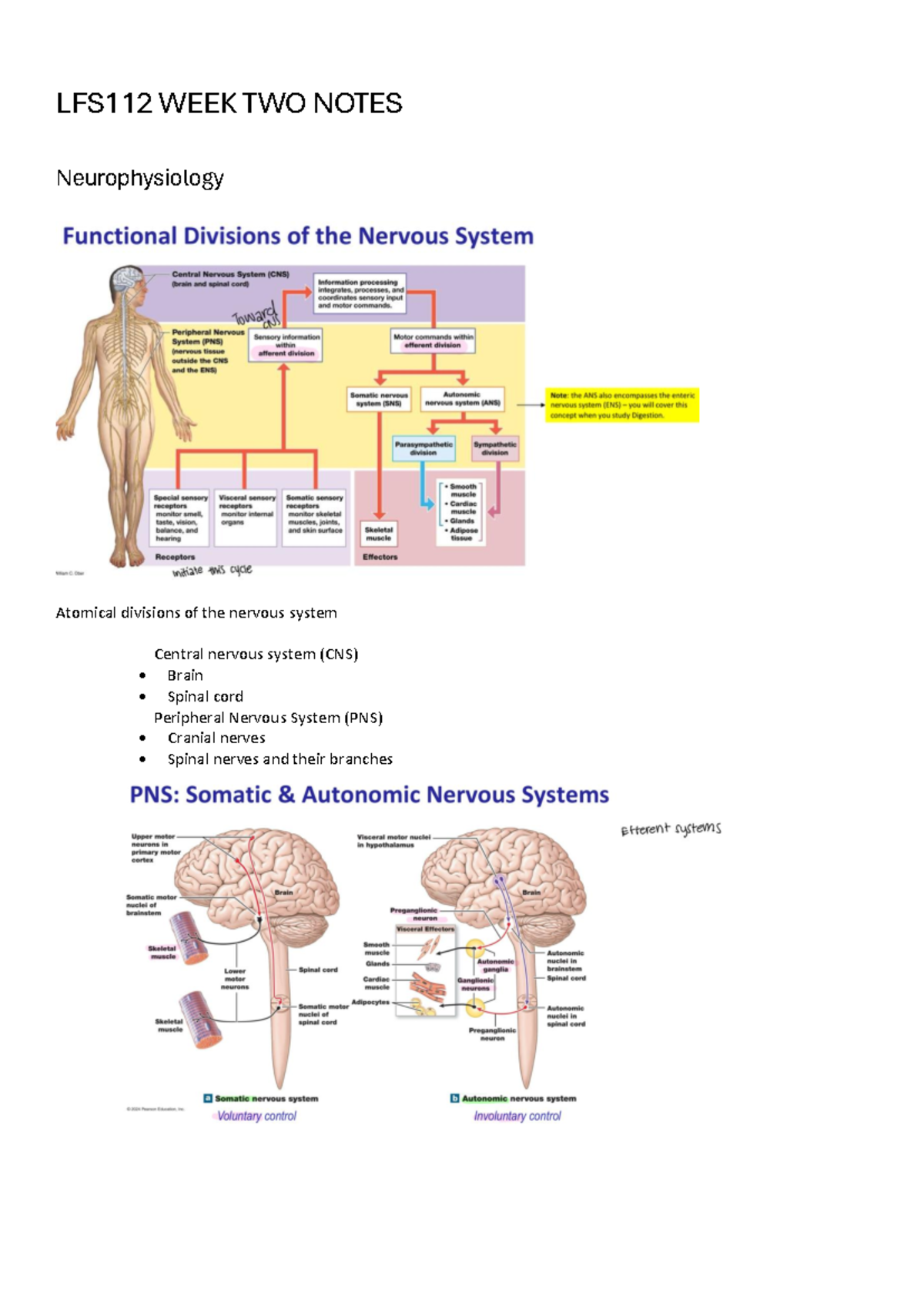 LFS112 Week 2 Notes: Neurophysiology and Nervous System Overview - Studocu