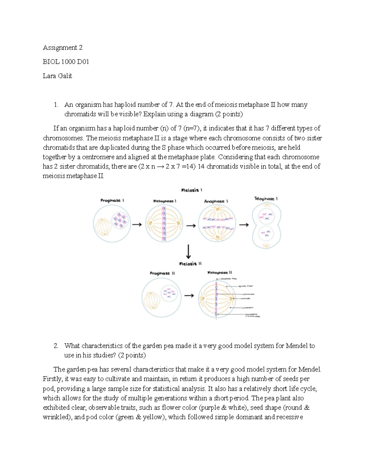 Lara Galit Assignment 2: Meiosis, RNA Synthesis, and Genetics in BIOL ...