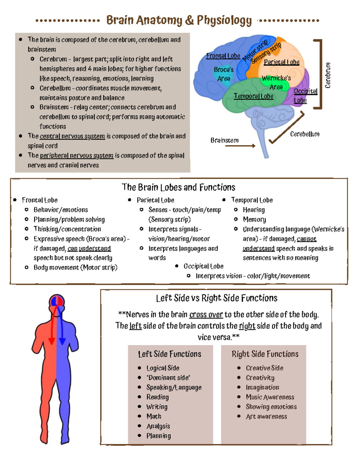 Neuroanatomy and Stroke Management: Comprehensive Study Guide - Studocu